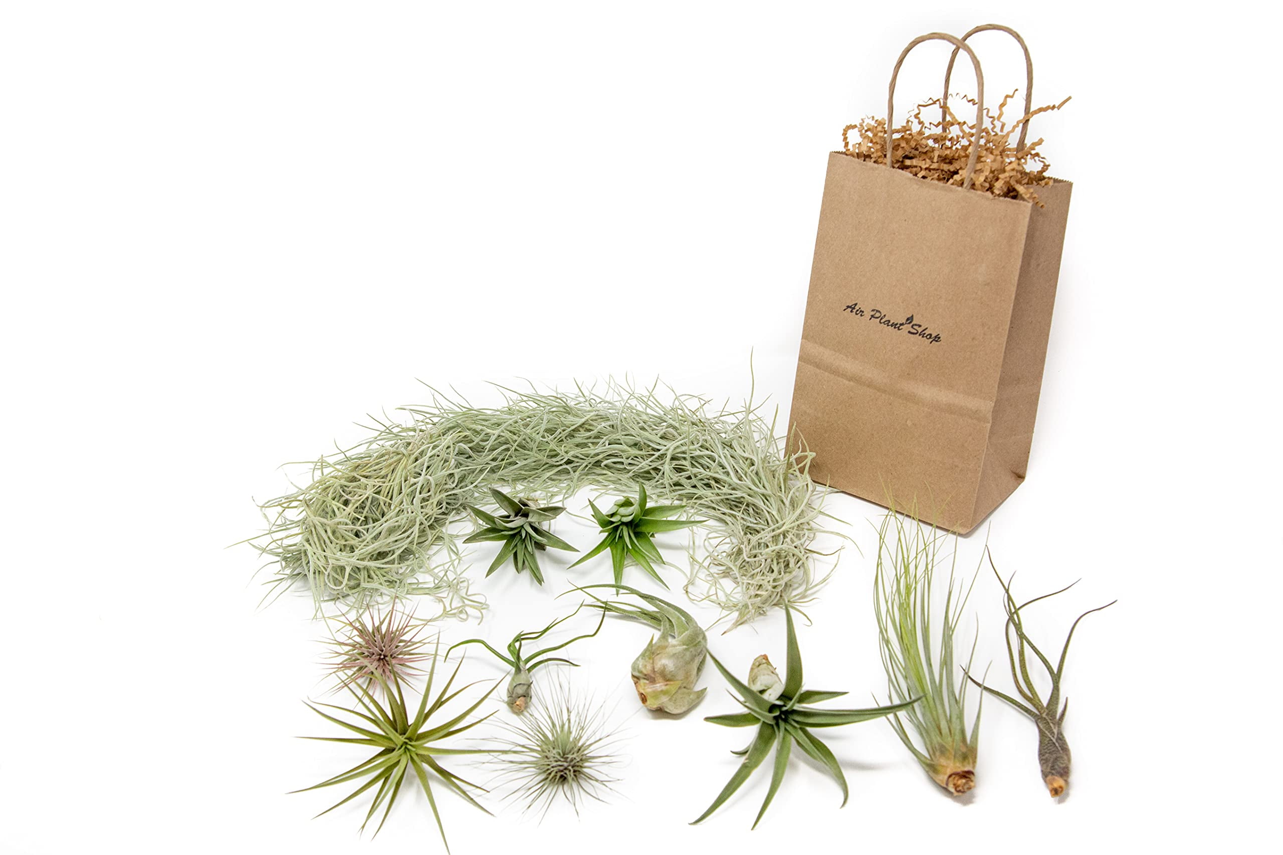10 Pack Grab Bag Air Plants Gift Wrapped with Spanish Moss - Live ...