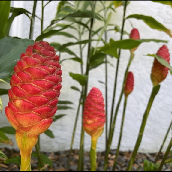 10 Pack Shampoo Ginger Root, Shampoo Ginger 4'' Tall, Tropical Outdoor ...
