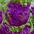 CZ Grain 10 Parrot Tulip Bulbs, Easy to Grow Perennial Tulips, Purple Parrot - Walmart.com