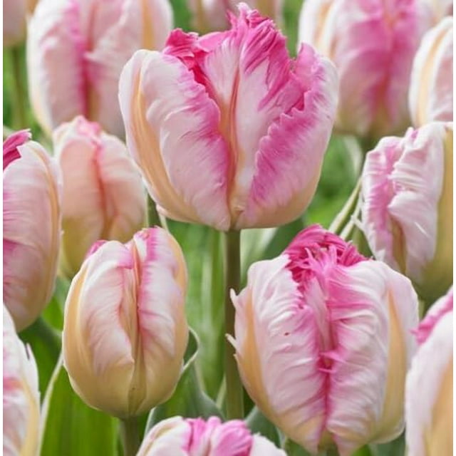 10 Parrot Tulip Bulbs for Planting - Easy to Grow Perennial Tulips (Silver Parrot) - Walmart.com