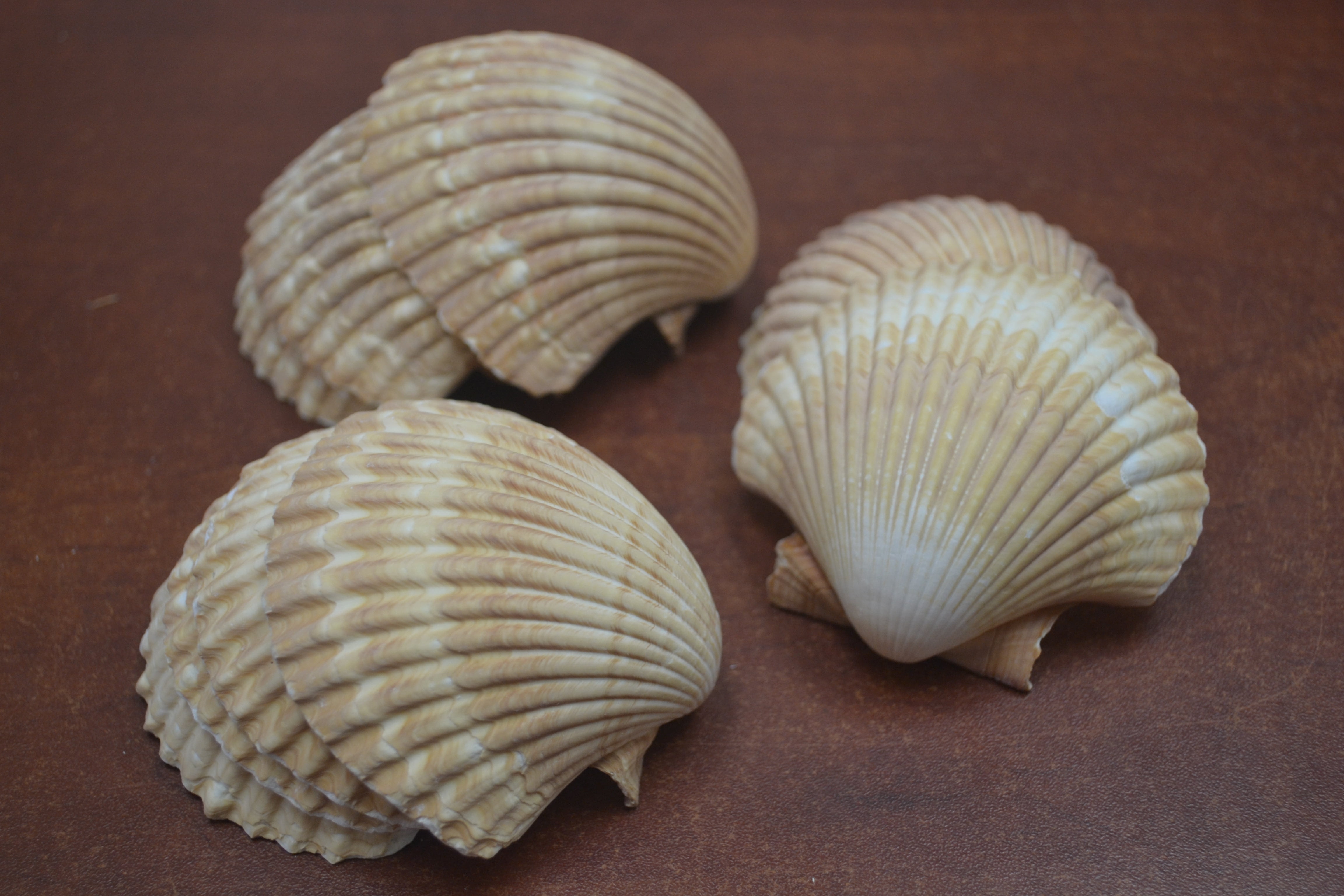 10 Pcs Assort Mexican Deep Yellow Cup Pectin Halves Sea Shell 2 1/2 ...