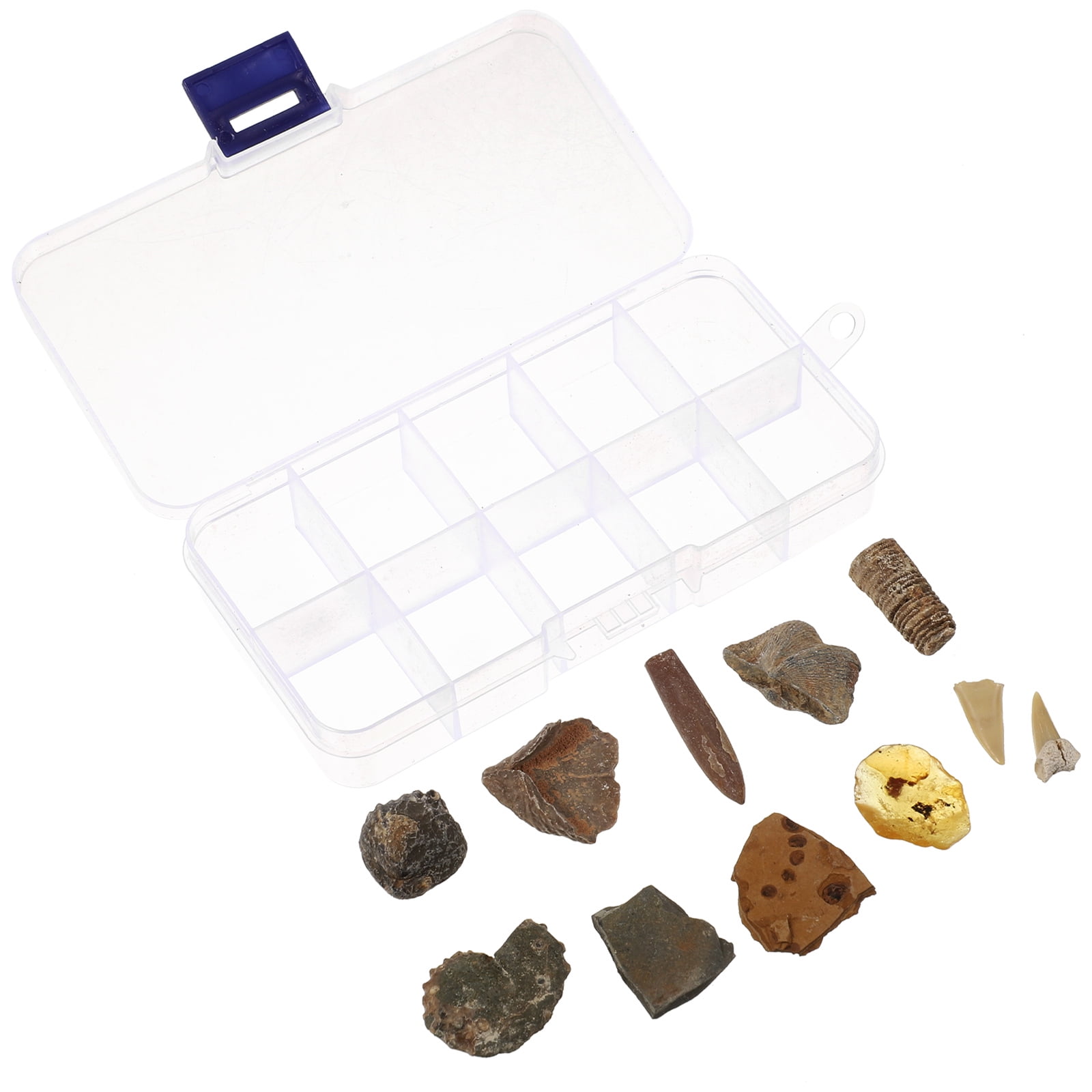 10 Pcs Biological Specimens Science Kit for Kids STEM Child - Walmart.com