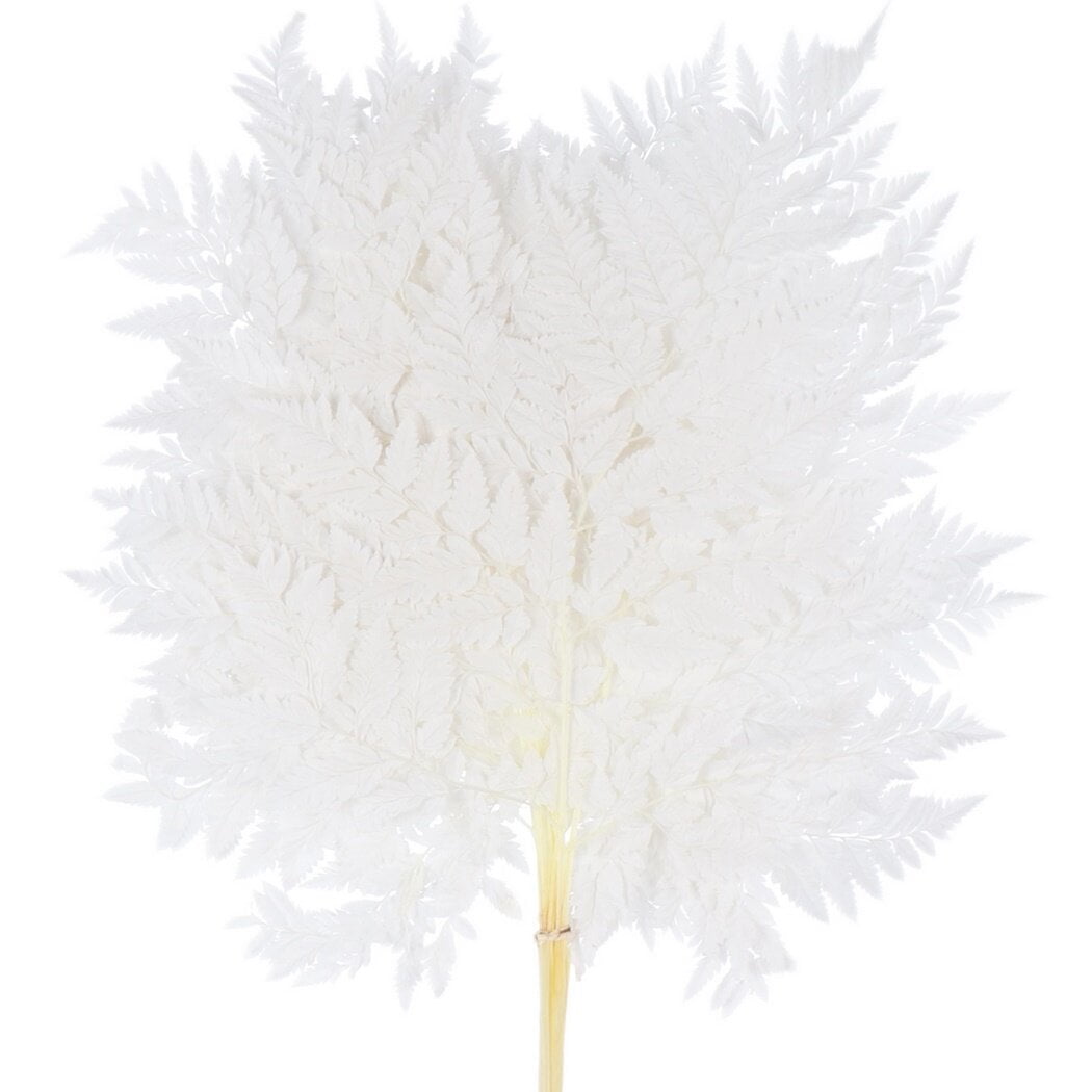 10 Pcs Dried Flowers, Preserved White Ferns, Dried Boston Fern Leaves ...