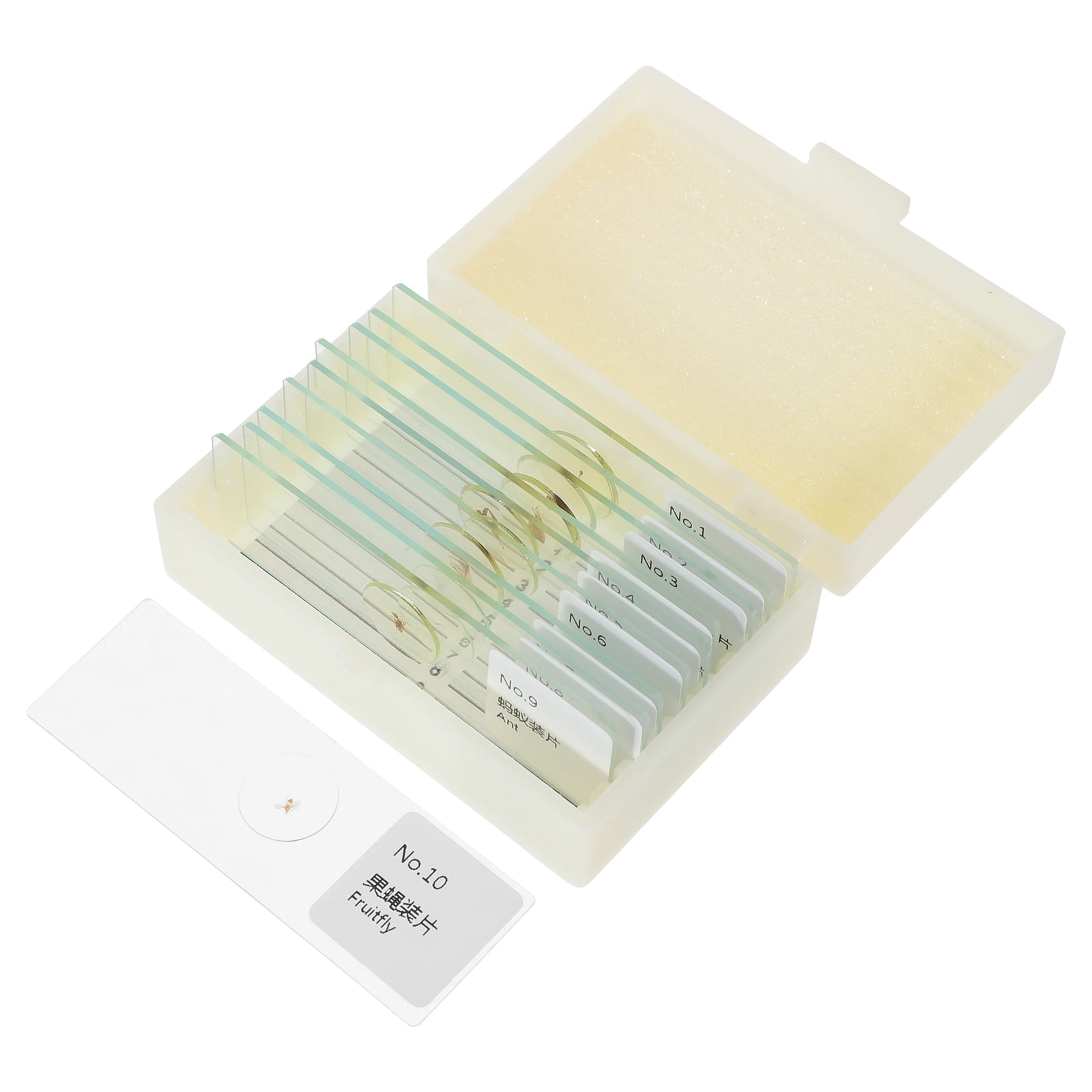 10 Pcs Insect Slides The Gift Microscope with Specimens Kids for ...