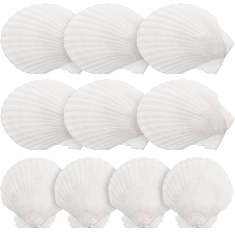 10 Pcs Ocean Sea Shells Adorns Beach Seashells Fish Tank Ornament ...