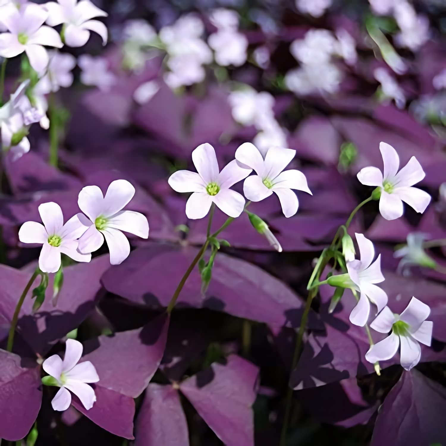 10 Pcs Purple Shamrock Bulbs Seeds Oxalis Triangularis Organic Bulbs ...