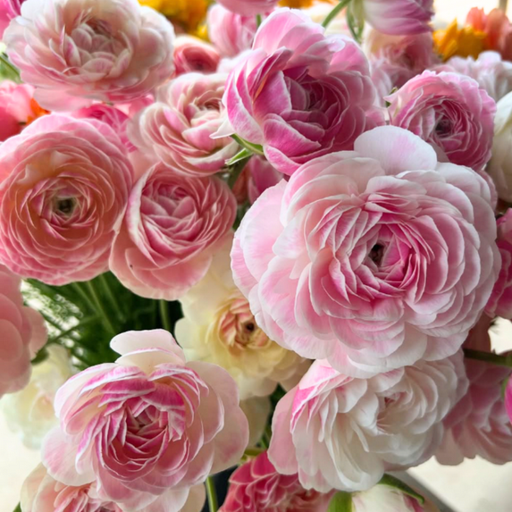 10 Pink Picotee Ranunculus Bulbs, Ranunculus Bulbs, Plant in Garden ...