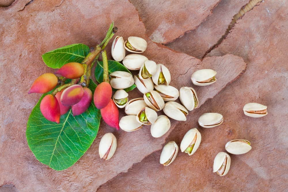 CZ Grain - 10 Outdoor Pistachio Nut Tree Seeds for Planting, Pistacia ...