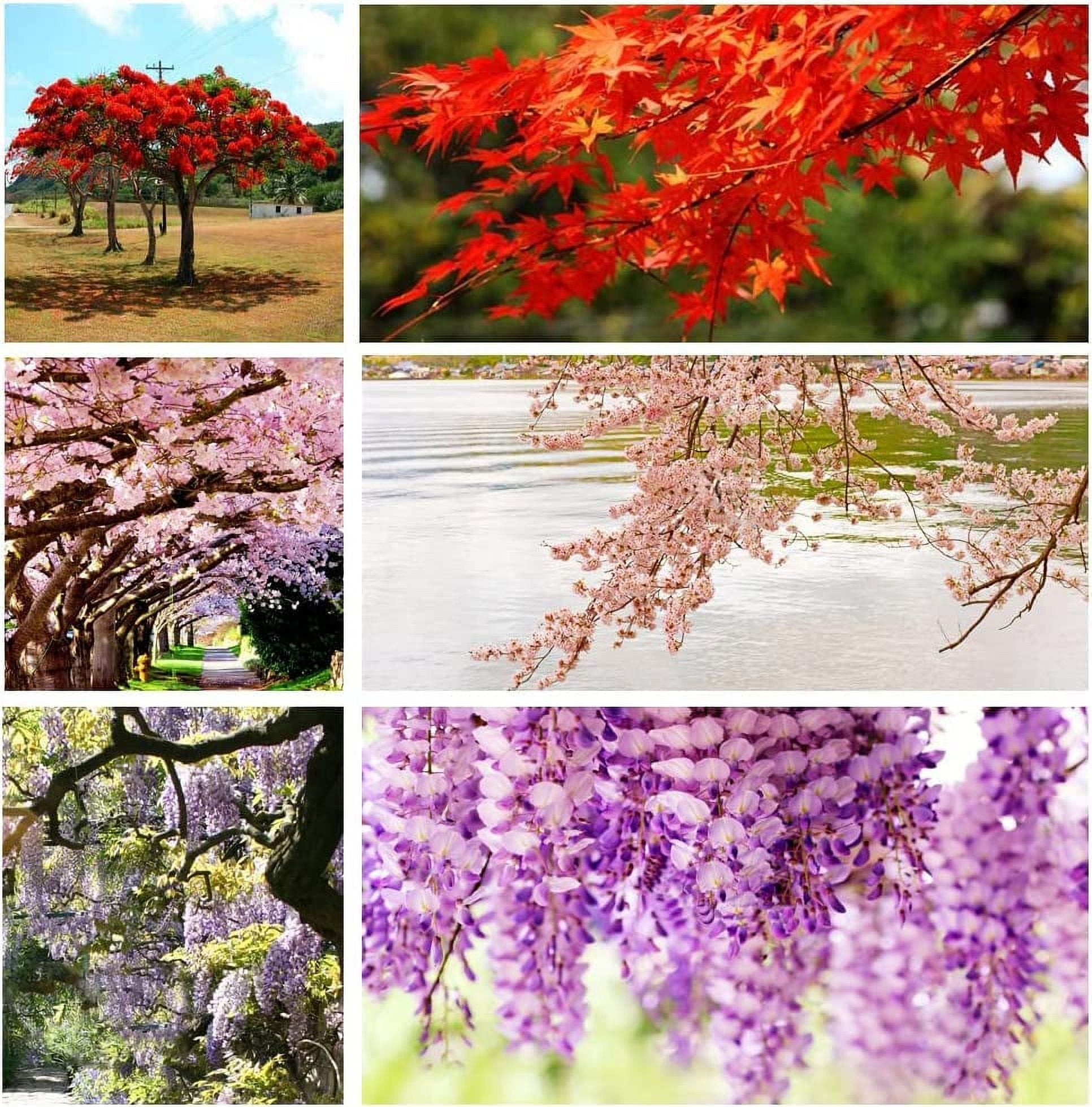 10 Popular Varieties of Non GMO Heirloom Bonsai Seeds Red Maple, elm Tree, Blue Spruce, Black ...