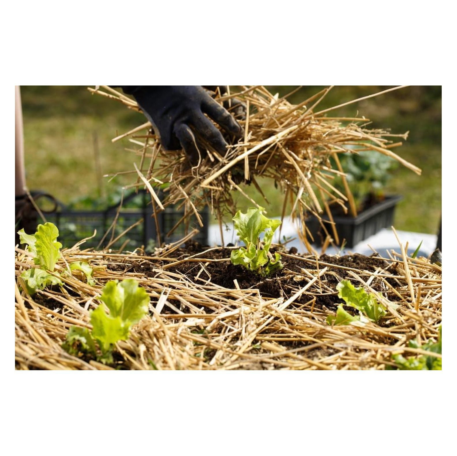 10 Pounds 100% Natural Wheat Straw for Animal Bedding, Garden Mulch ...