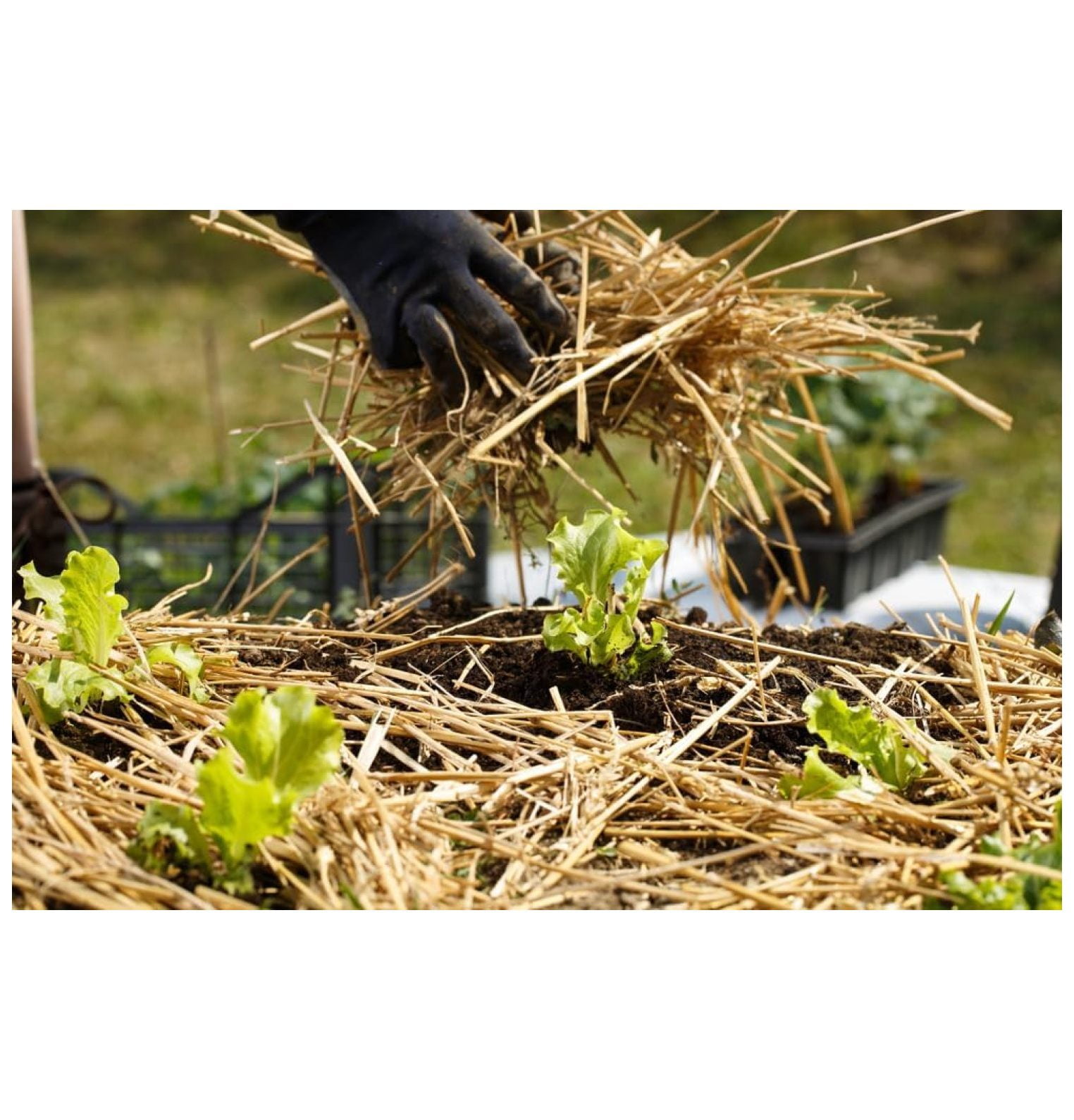 10 Pounds 100% Natural Wheat Straw for Animal Bedding, Garden Mulch ...