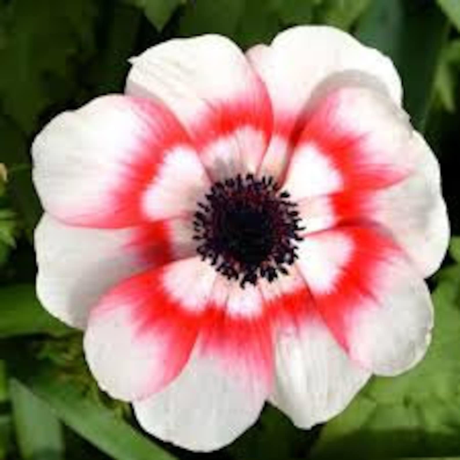 10 Premium Anemone 'Bicolor' Bulbs - Large 8/12cm, Vibrant Blooms for Stunning Spring Gardens ...