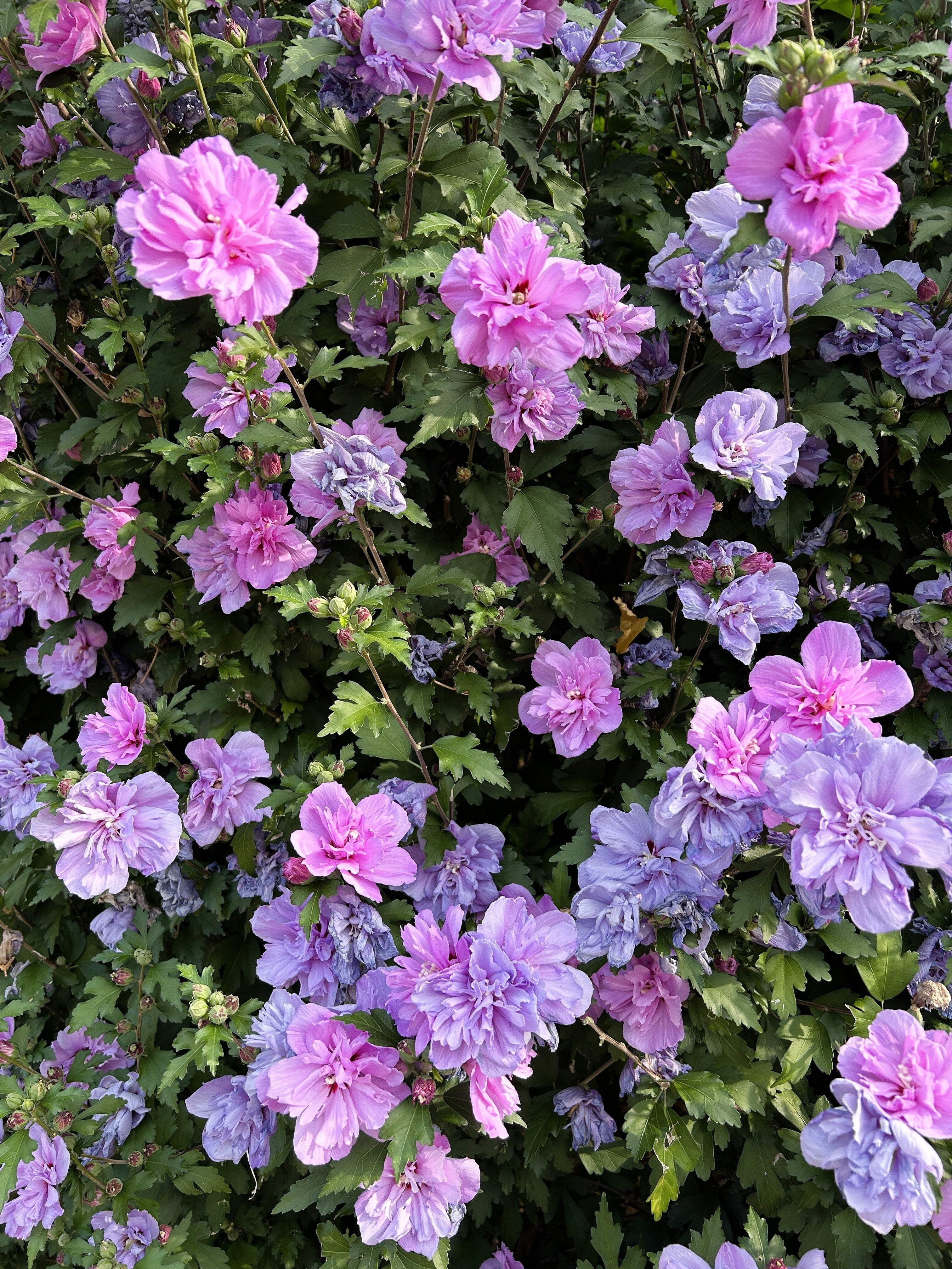 Seedville USA, Flower Seeds, 10 Purple Double Rose of Sharon Hibiscus ...