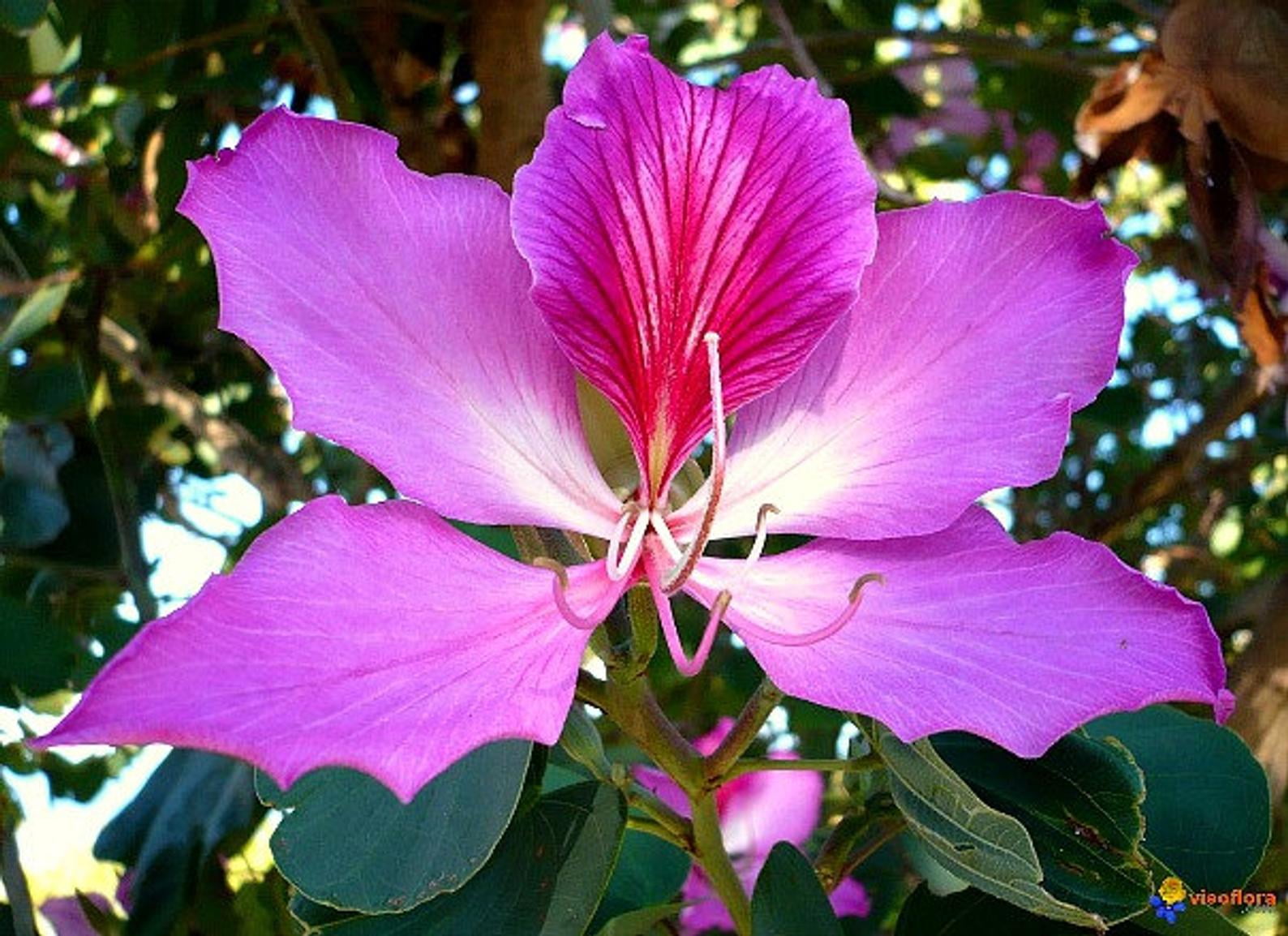 OuriquesFarm Purple Orchid Tree Flower Plant - 10 High Quality Bauhinia ...
