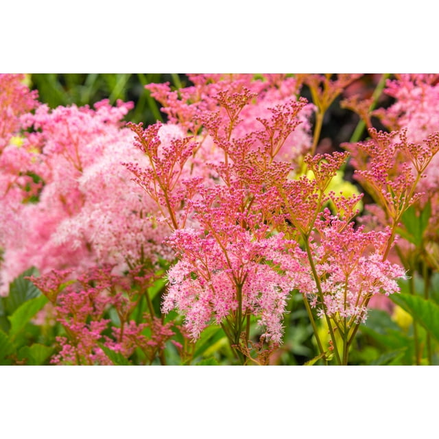 10 QUEEN Of THE PRAIRIE Pink Meadowsweet Filipendula Rubra Flower Seeds ...