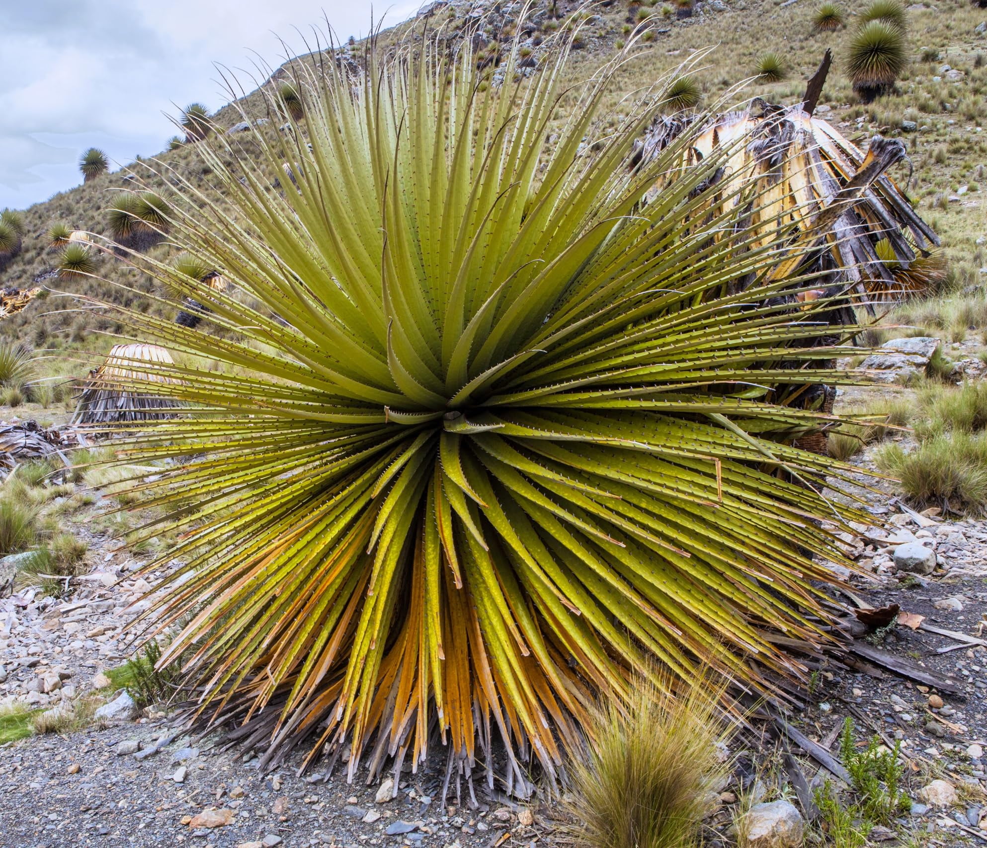 10 Queen of The Andes Puya Plant Seeds - Puya raimondii - Walmart.com