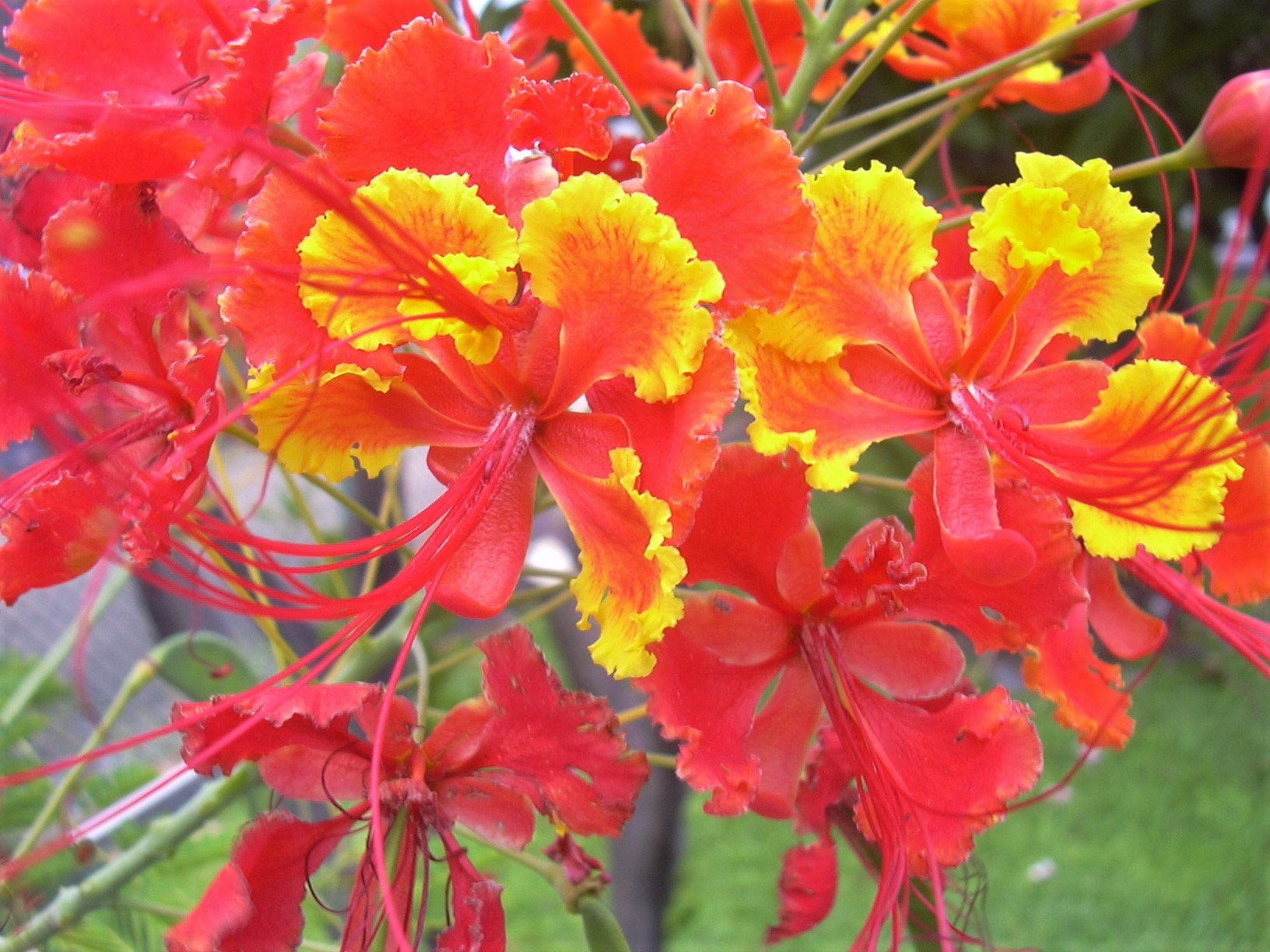 Pride Of Barbados Flower