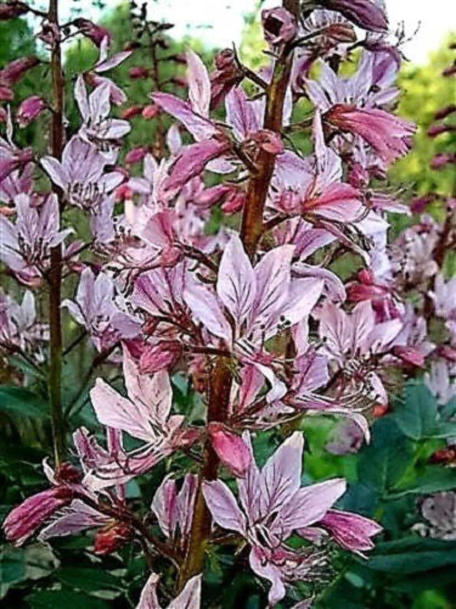 10 RED GAS PLANT Fragrant Fire Plant Dictamnus Albus Ruber Flower Seeds ...