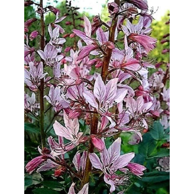 10 RED GAS PLANT Fragrant Fire Plant Dictamnus Albus Ruber Flower Seeds ...