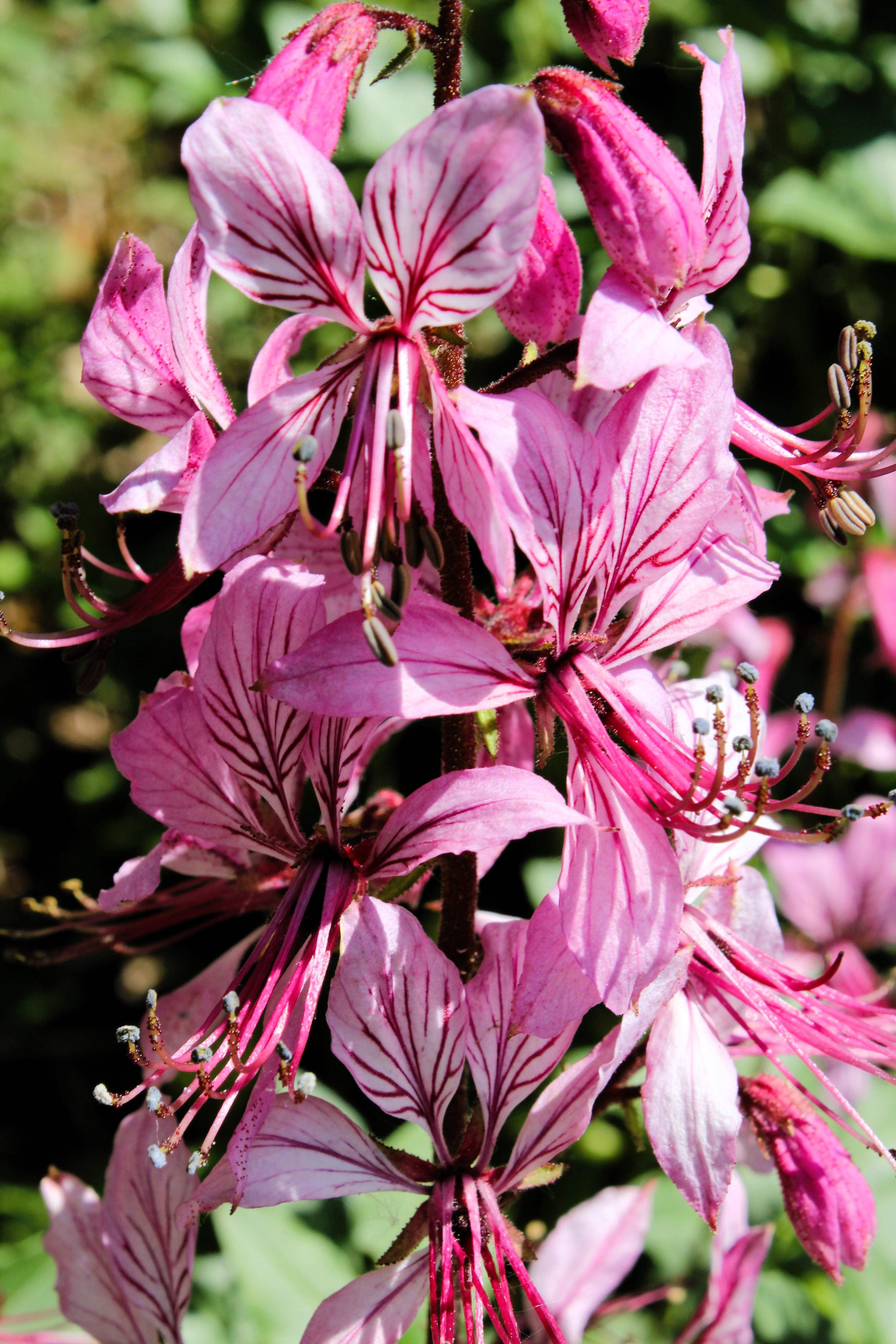 10 RED GAS PLANT Fragrant Fire Plant Dictamnus Albus Ruber Flower Seeds ...