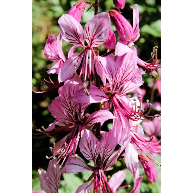 10 RED GAS PLANT Fragrant Fire Plant Dictamnus Albus Ruber Flower Seeds ...