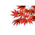 10 RED JAPANESE MAPLE Tree Bloodgood Ornamental Acer Palmatum Seeds ...