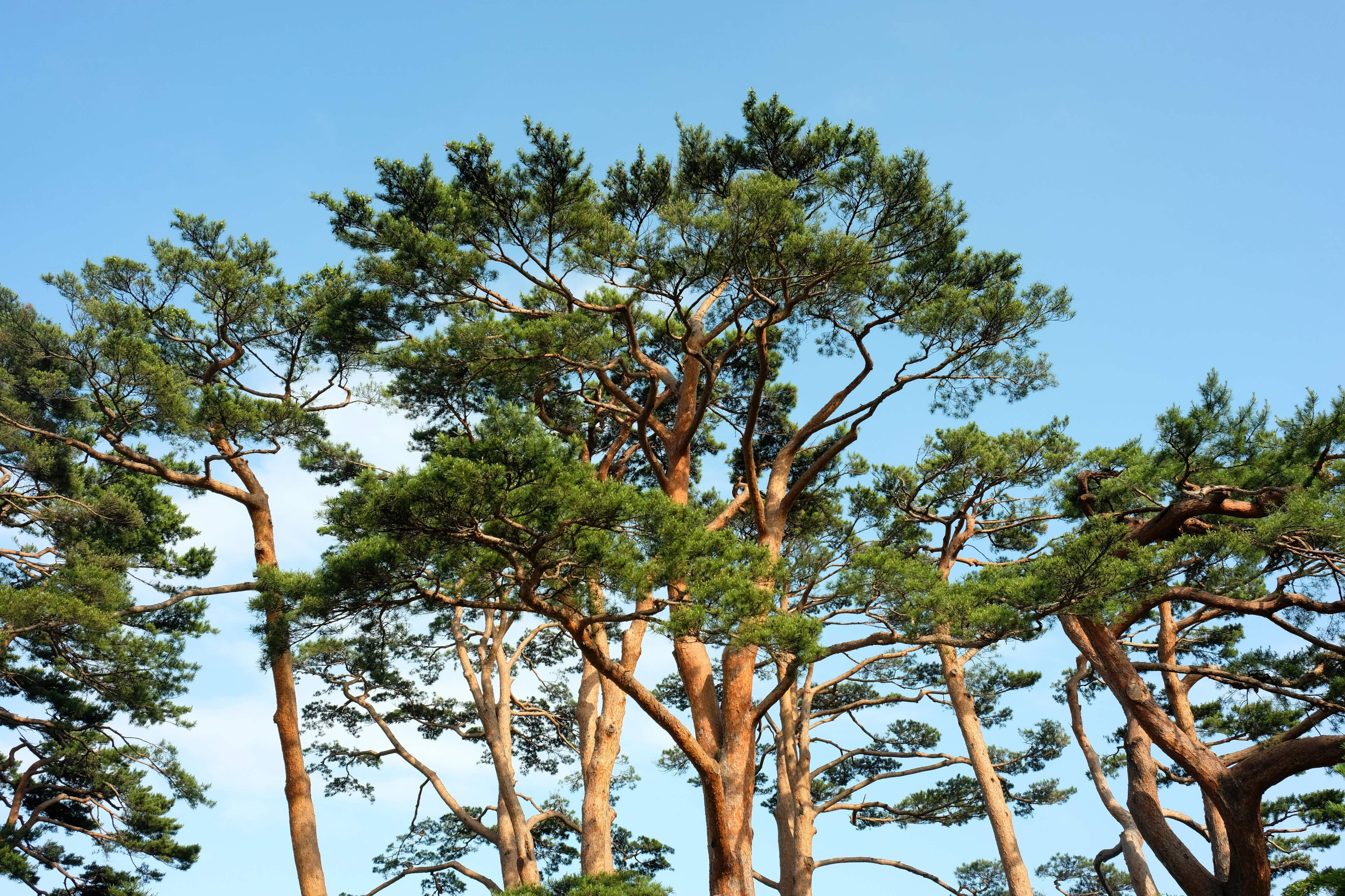 10 RED Japanese PINE TREE Korean Pinus Densiflora Evergreen Seeds ...