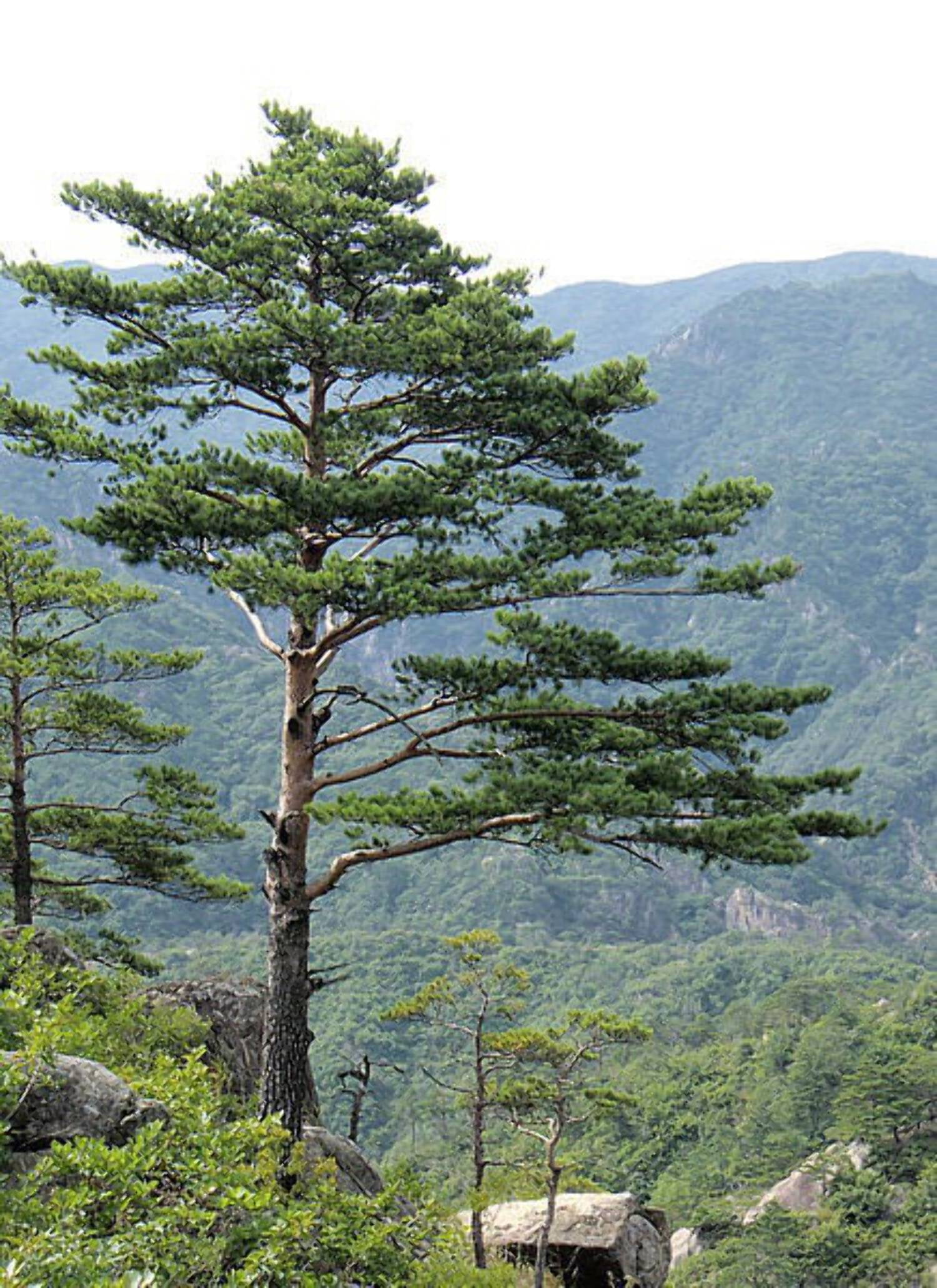 10 RED Japanese PINE TREE Korean Pinus Densiflora Evergreen Seeds ...