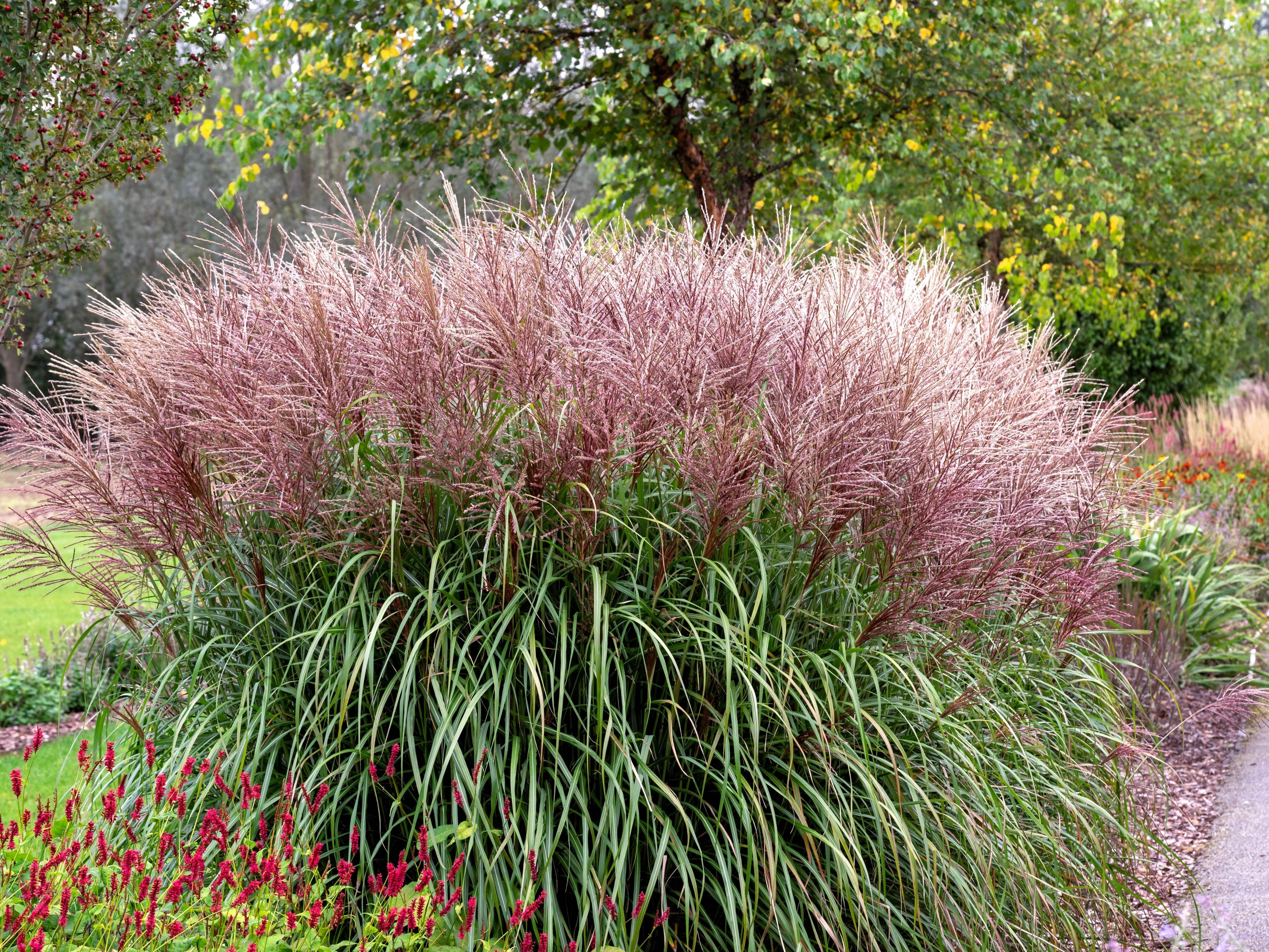 10 RED MAIDEN GRASS Miscanthus Sinensis Plumes Ornamental Flower Seeds ...