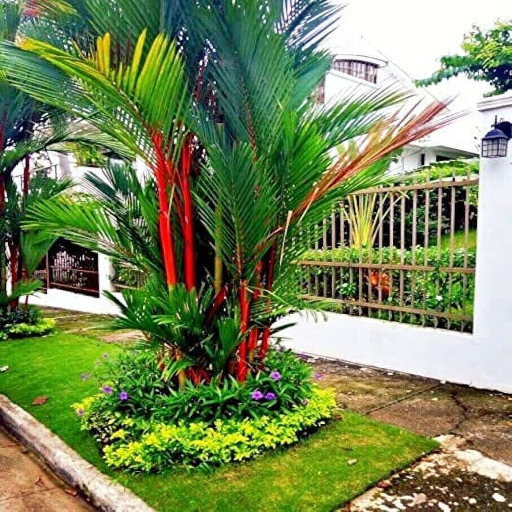 CZ Grain 10 RED Palm Tree Cyrtostachys Renda Plant Seeds - Walmart.com