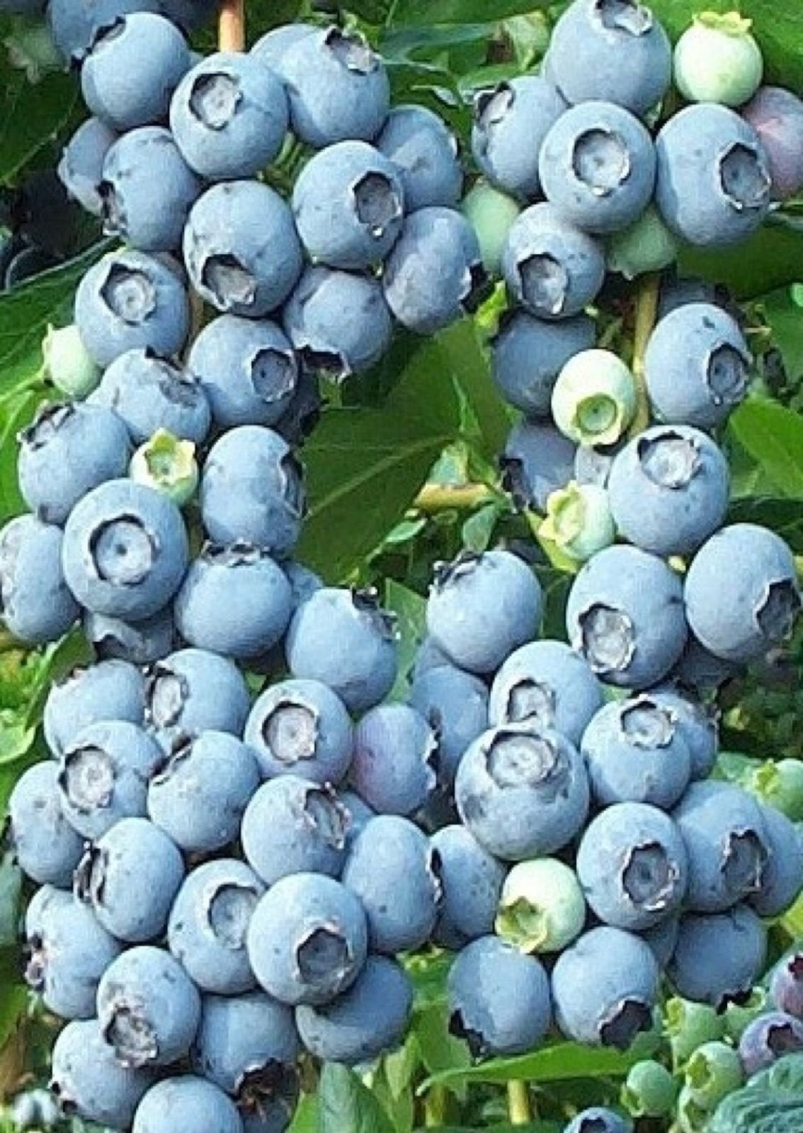 10 Rabbiteye Blueberry Seeds BERRIES PIE - Walmart.com