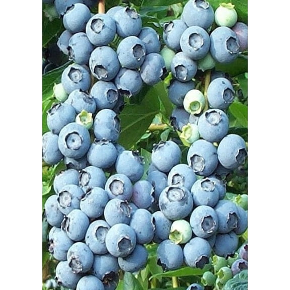 Blueberry Seeds in Seed Gardening - Walmart.com
