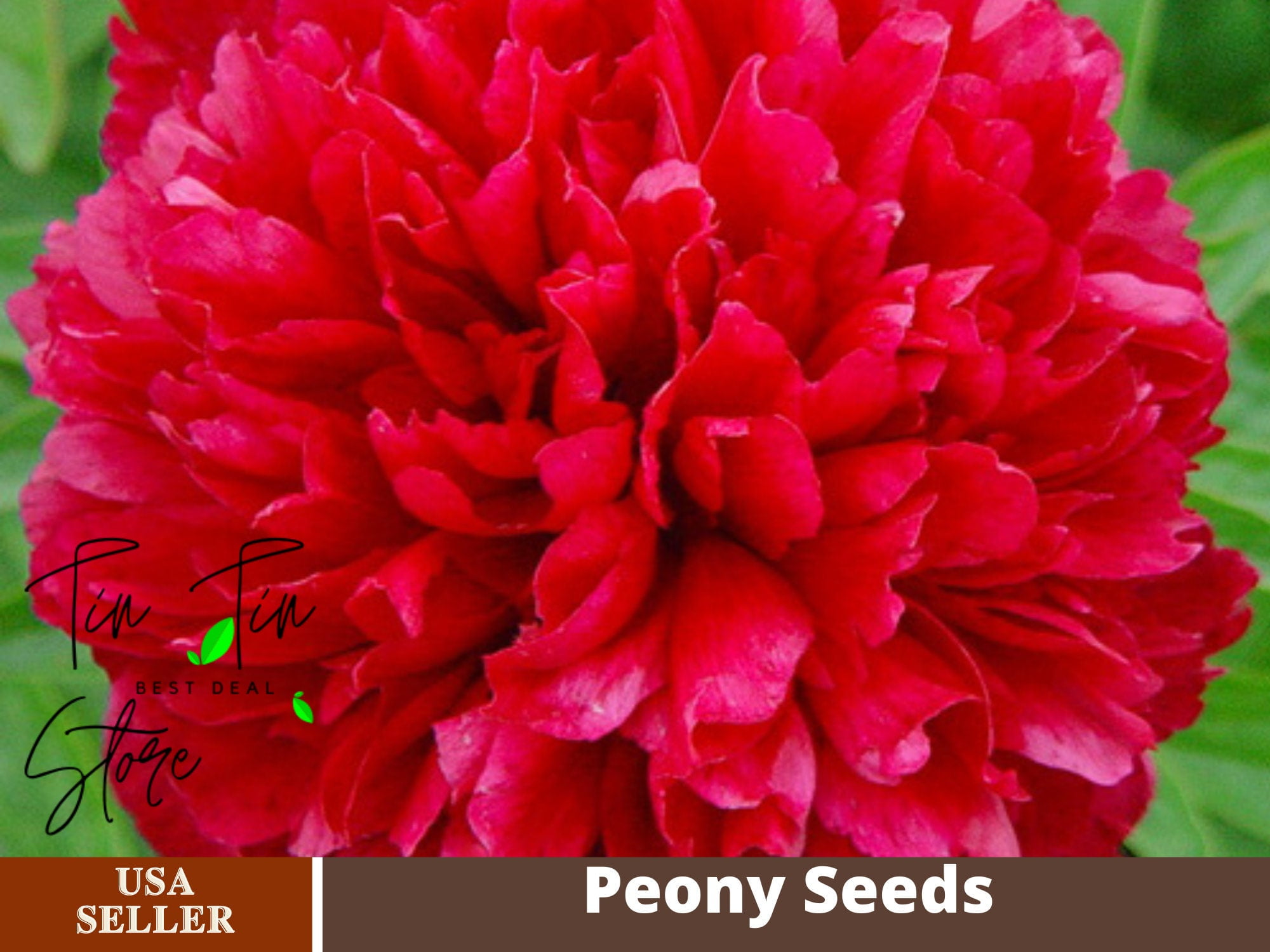 10+ Rare Seeds| Delaware Chief Peony Seeds #B021 [BUY 3 GET 1 FREE ...