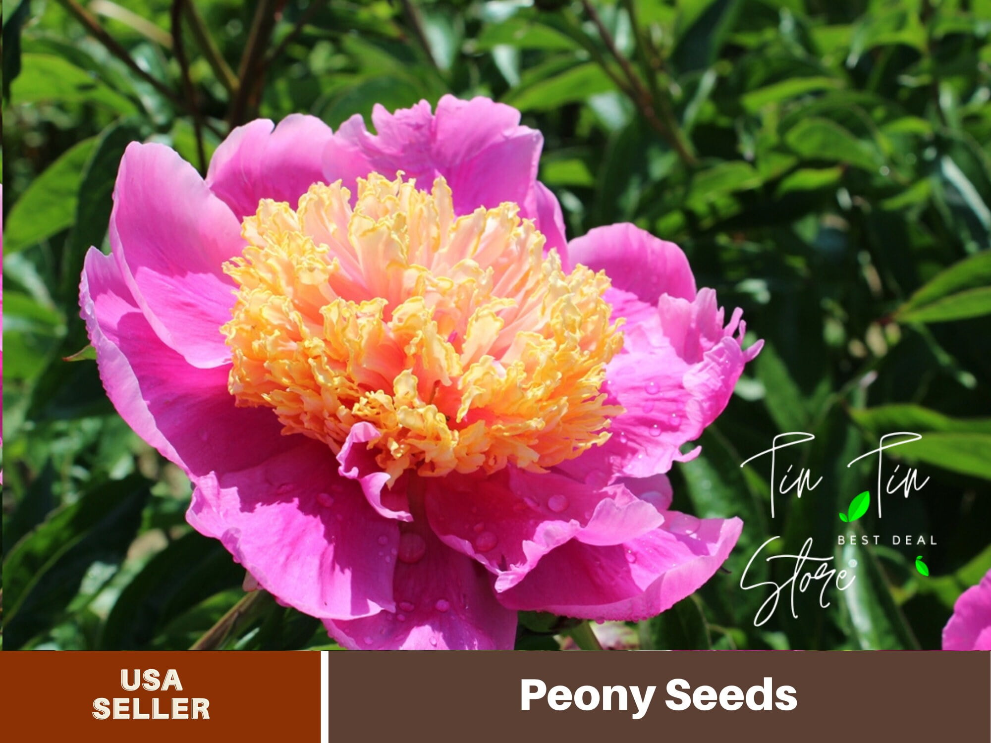 10+ Rare Seeds| Doreen Peony Seeds #B022 |BUY 3 GET 1 FREE| - Walmart.com