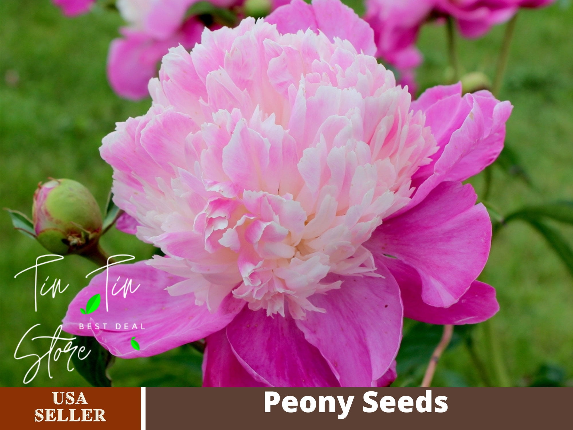 10+ Rare Seeds| Gay Paree Peony Seeds #B018 |BUY 3 GET 1 FREE ...