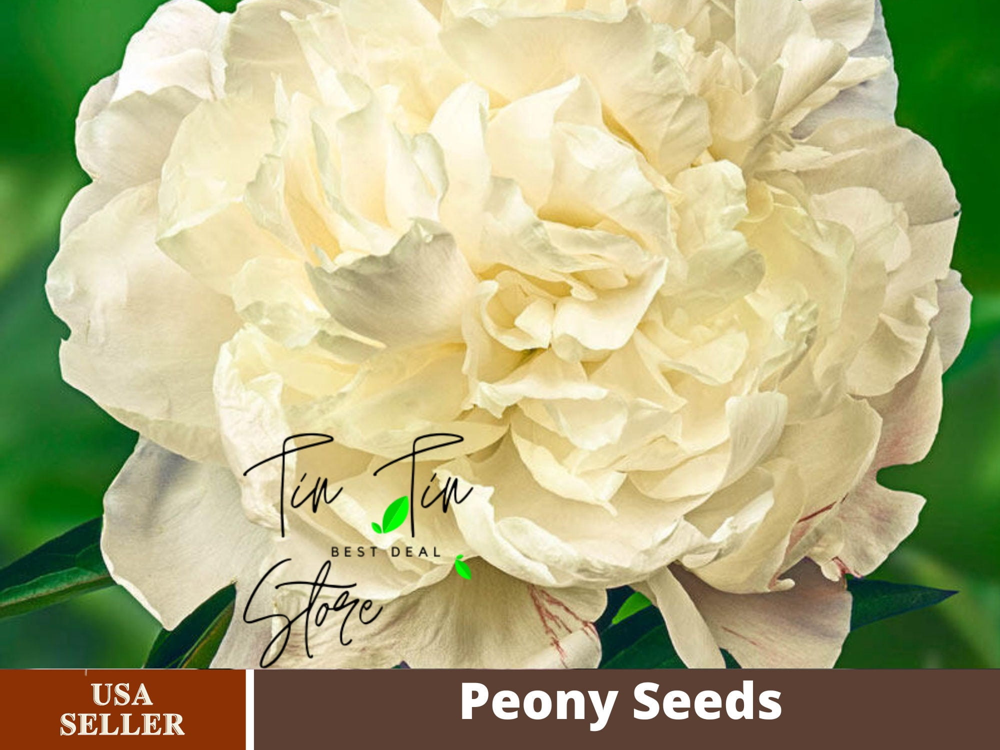 10+ Rare Seeds| Marie Lemoine Peony Seeds #B035 [BUY 3 GET 1 FREE ...