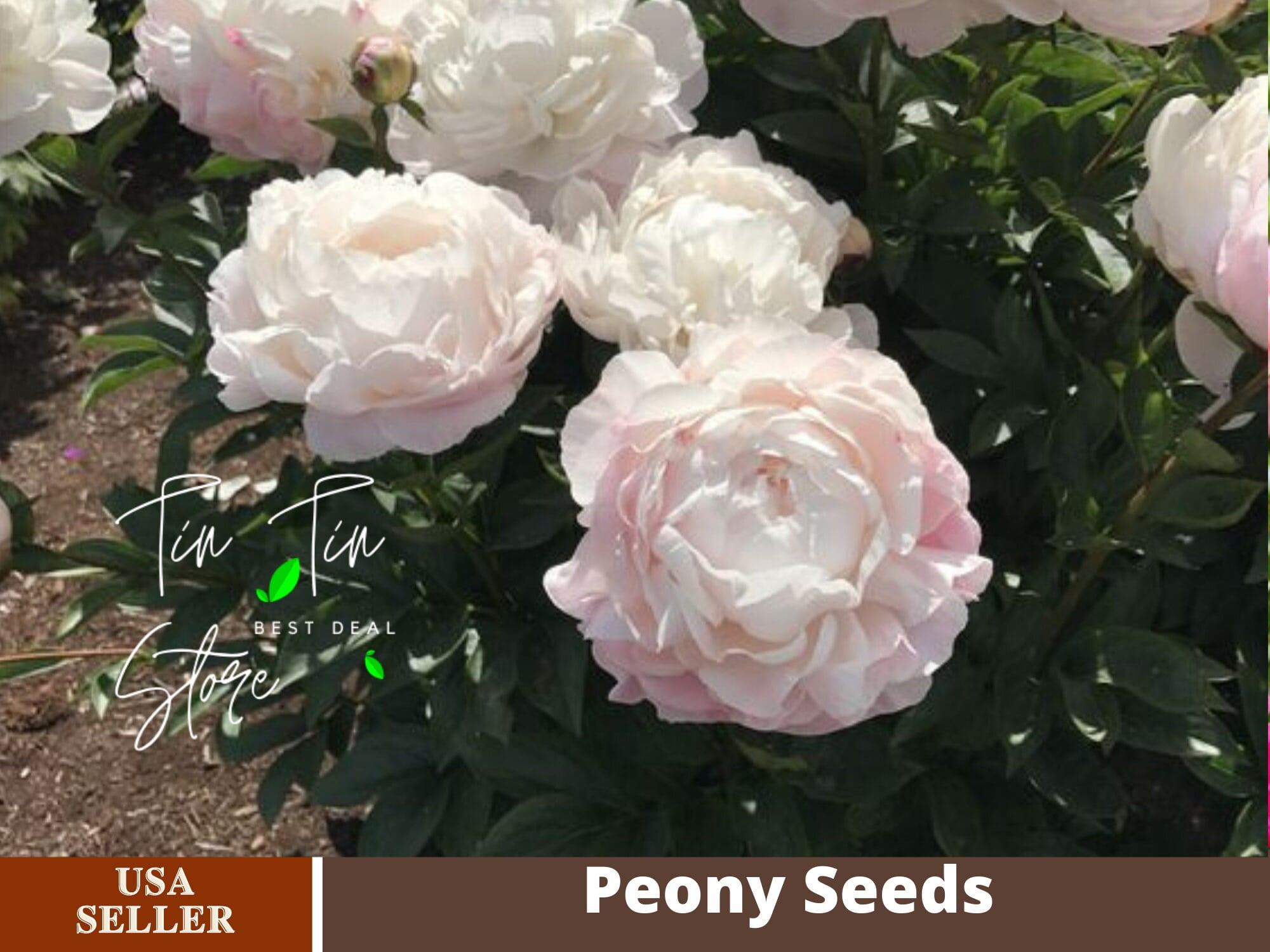 10+ Rare Seeds| "Nick Shaylor Peony " Seeds #B024 [BUY 3 GET 1 FREE ...