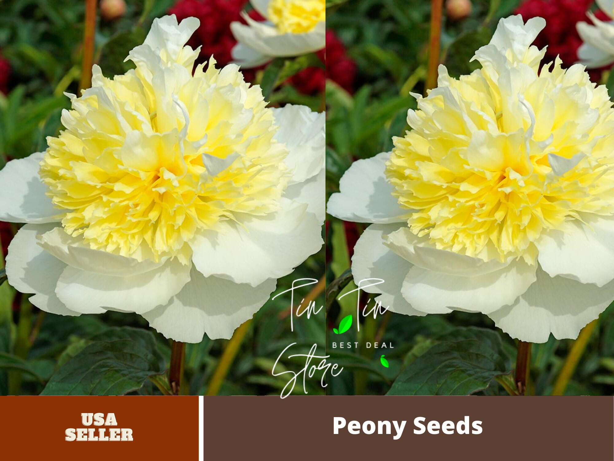 10+ Rare Seeds| Peony 'Secret Gold' Seeds# B007 [BUY 3 GET 1 FREE ...