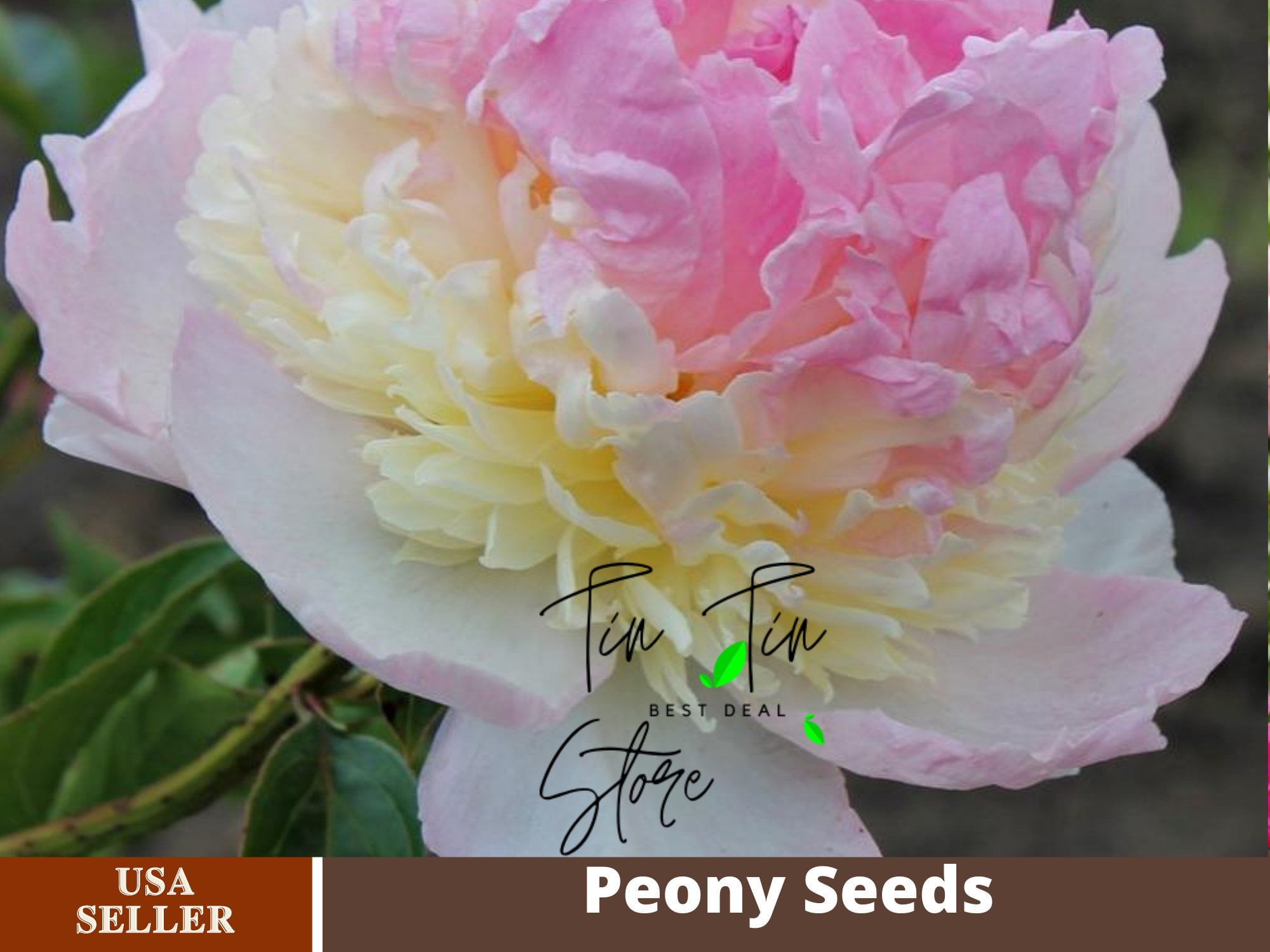 10+ Rare Seeds| Raspberry Sundae Peony Seeds #B029 [BUY 3 GET 1 FREE ...