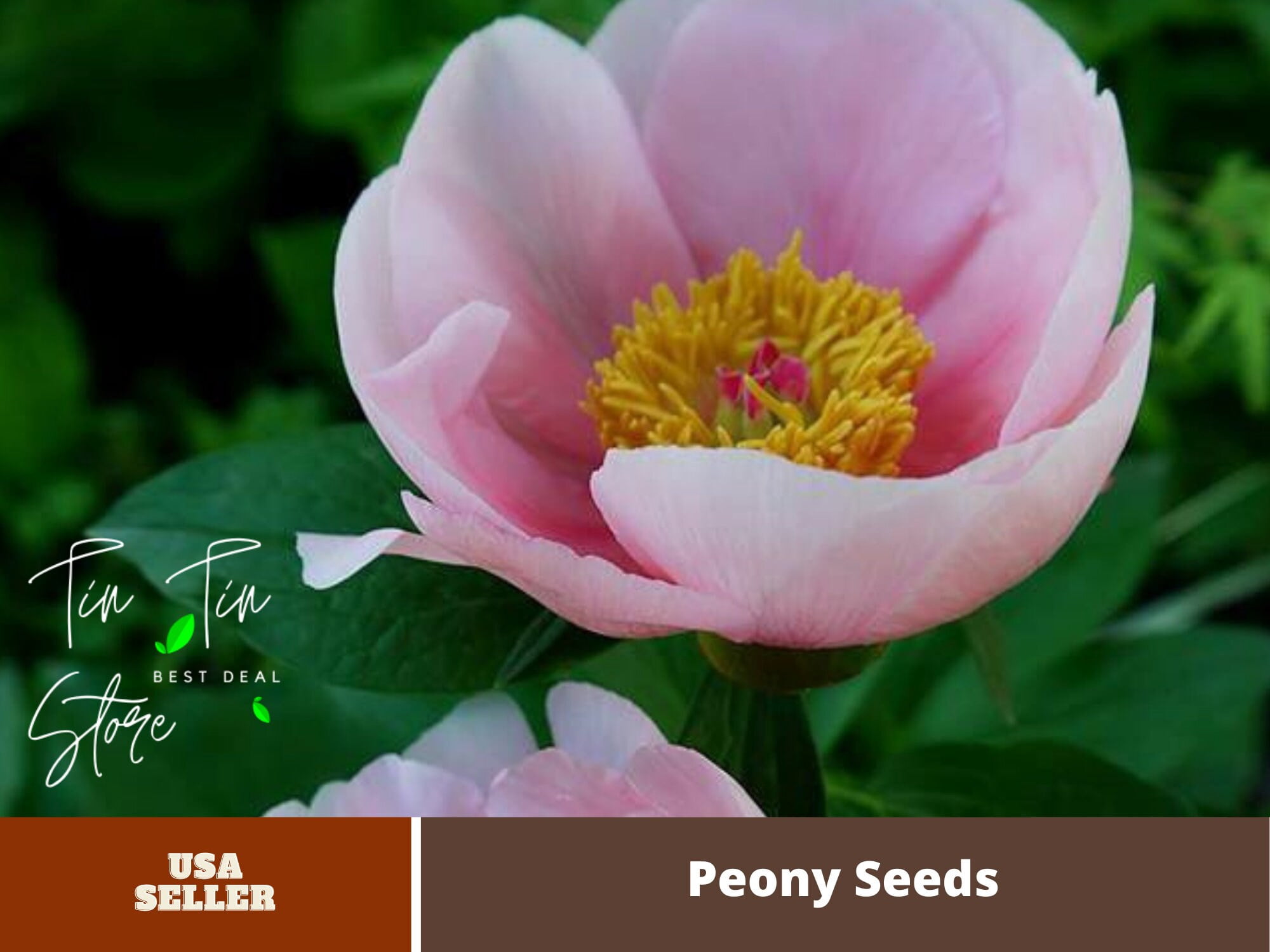 10+ Rare Seeds| Soft Salmon Saucer Peony Flower Seeds #B020 |BUY 3 GET ...
