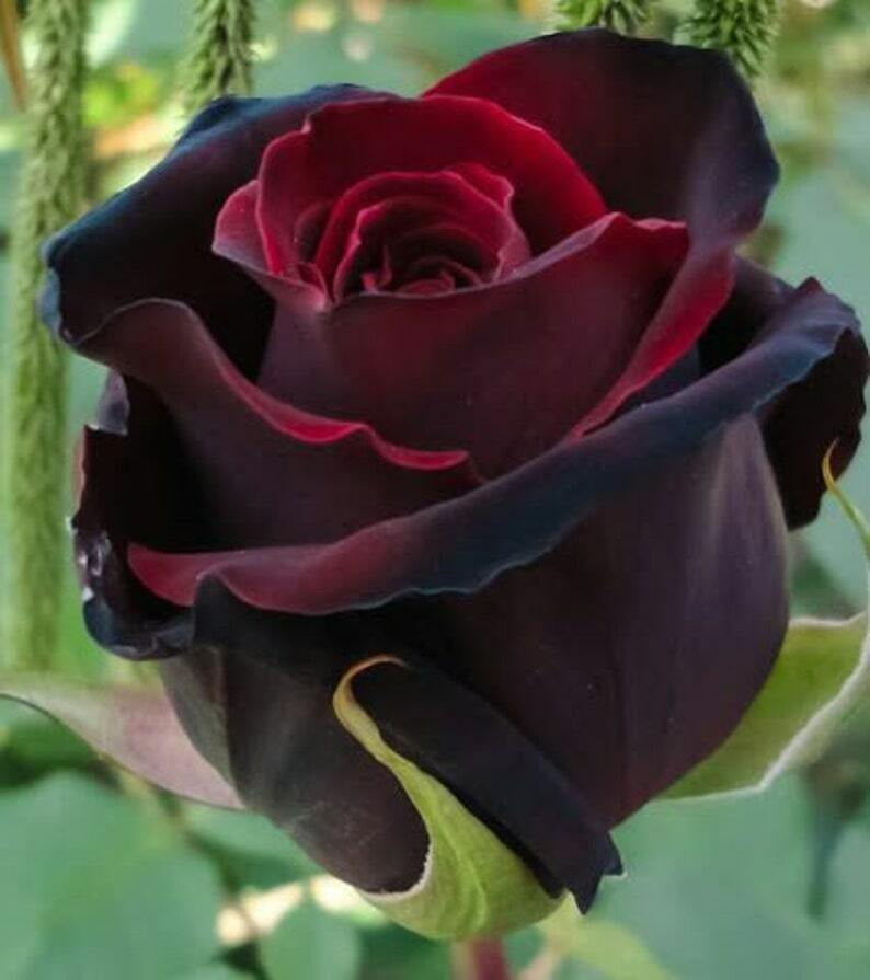 10 Red Black Rose Seeds - Walmart.com