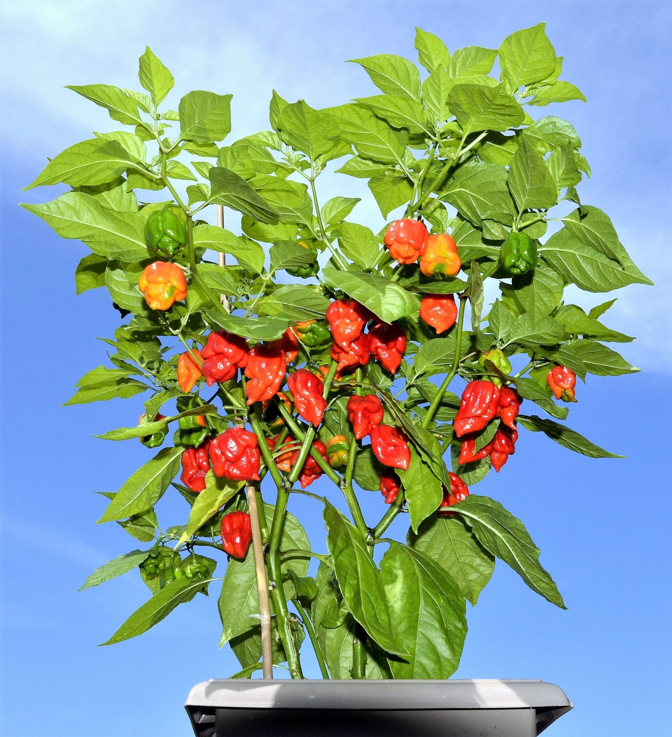 10 Red CAROLINA REAPER PEPPER World's Hottest Capsicum Chinense Hot ...