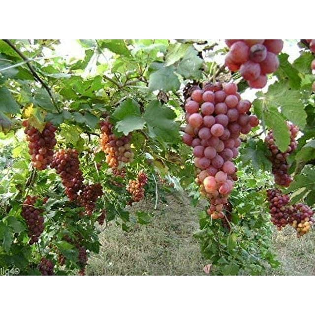 10 Red Concord Grape Seeds - Grow Grape Vines for Wine Making, Fruit ...