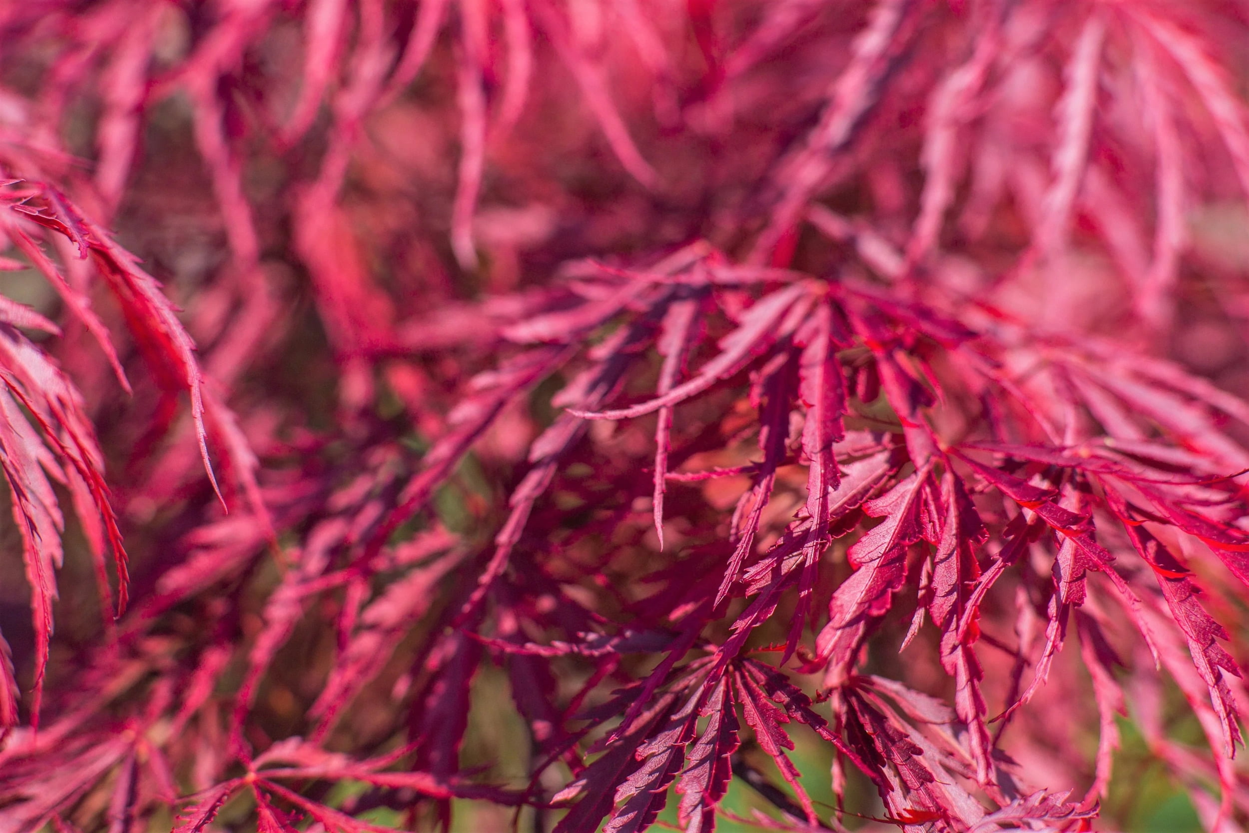 10 Red Dwarf Japanese Laceleaf Maple Tree Seeds, Acer Palmatum ...