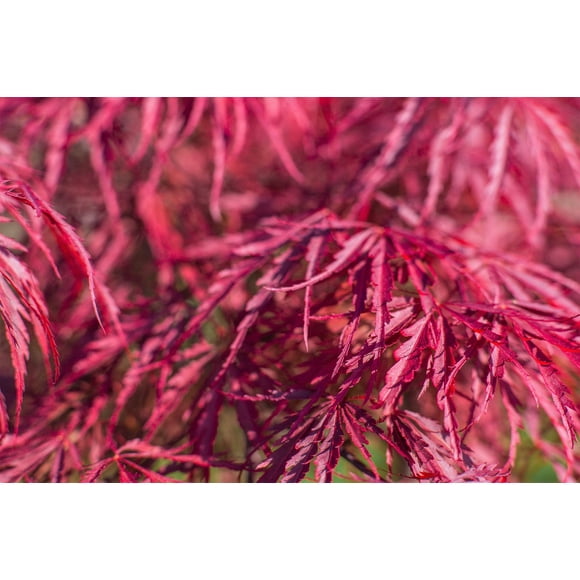 Laceleaf Weeping Japanese Maple