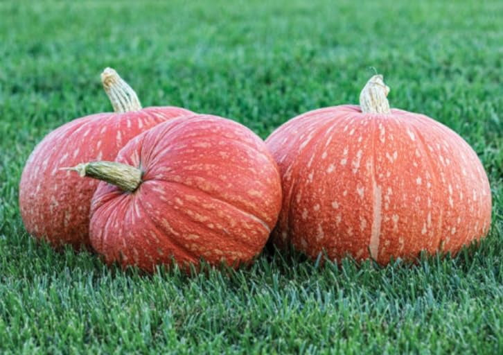 10 Red Eye Pumpkin Seeds for Planting - Exotic Red Spotted Pumpkins ...