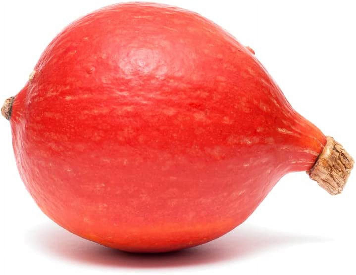 10 Red Kuri Squash Seeds- Open-Pollinated, Japanese kabocha Pumpkin ...