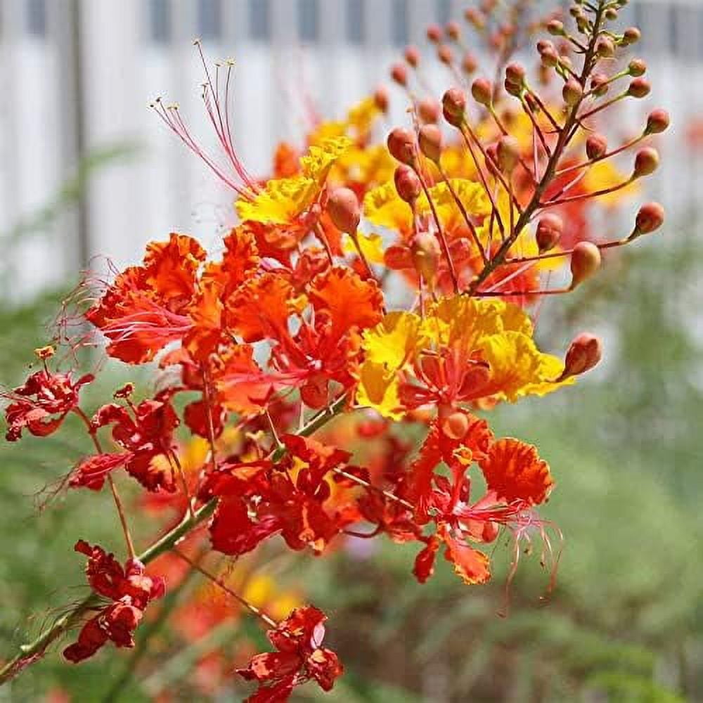 Engenius Energy LLC 10 Red Mexican Bird of Paradise Seeds, Attracts ...