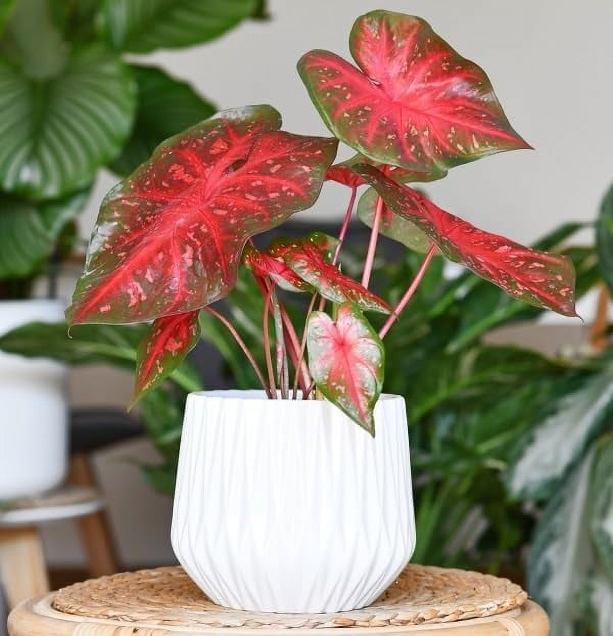 CZ Grain Red Ruffles Caladium Plant Bulbs (10 Count), Stunning Color ...