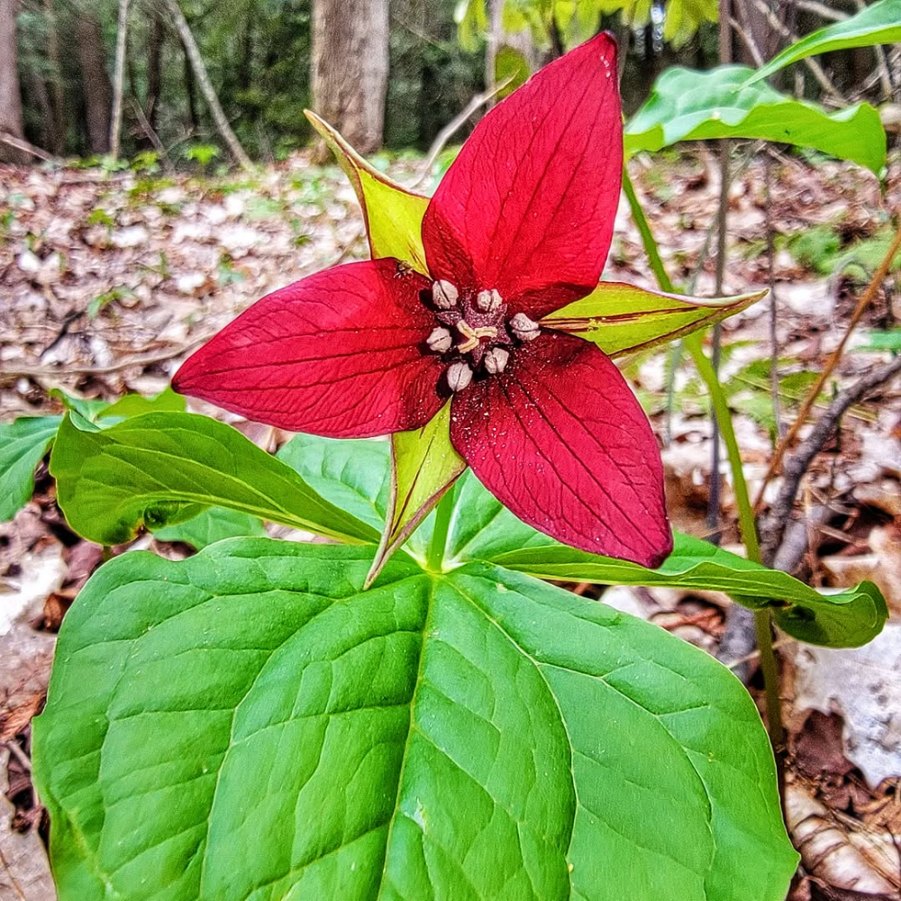 10 Red Trillium Bulbs, Wood Lily Flower, Red Trillium Dormant Bulbs for ...